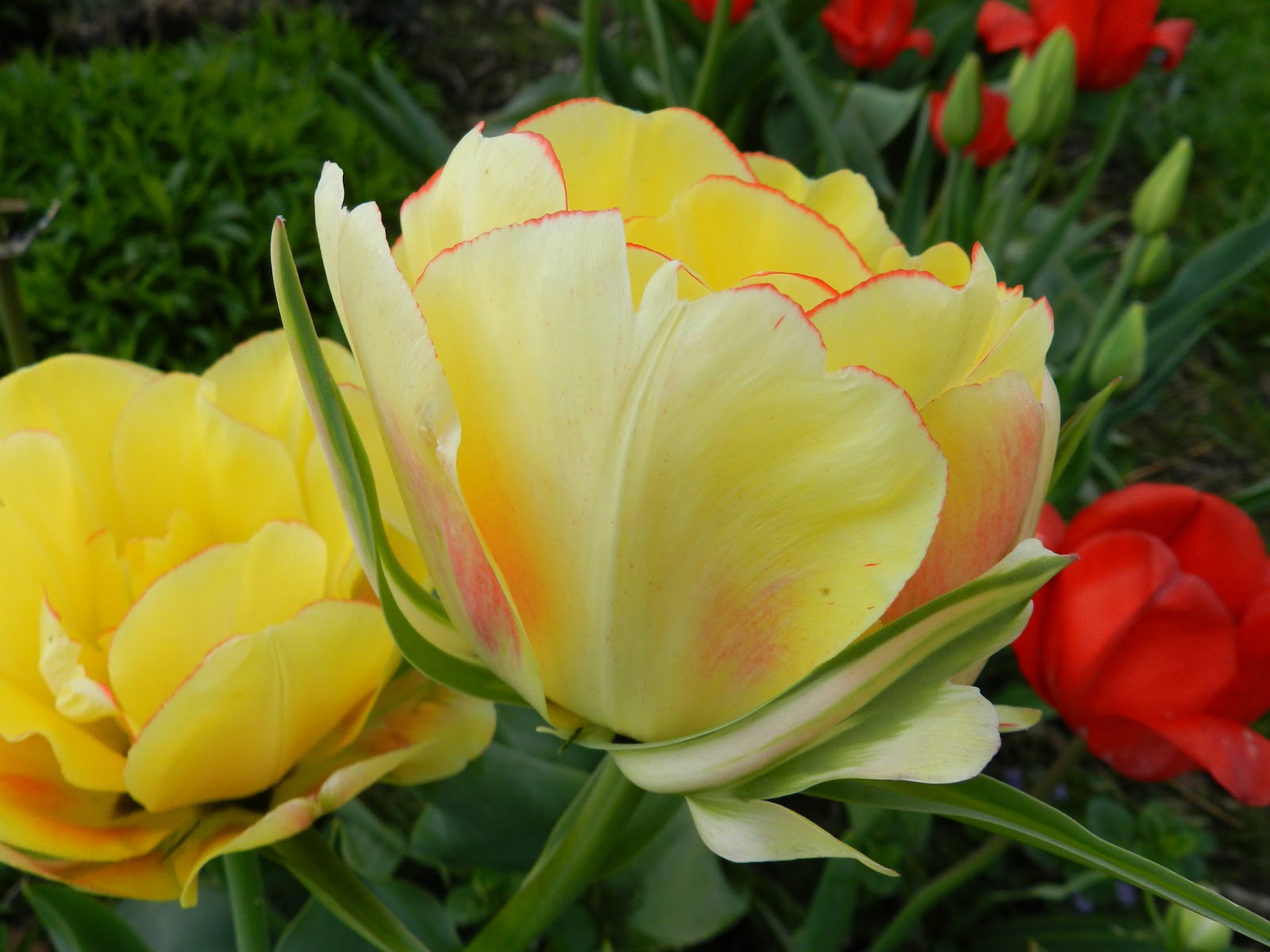 Prairie Rose's Garden: The Trouble With Tulips