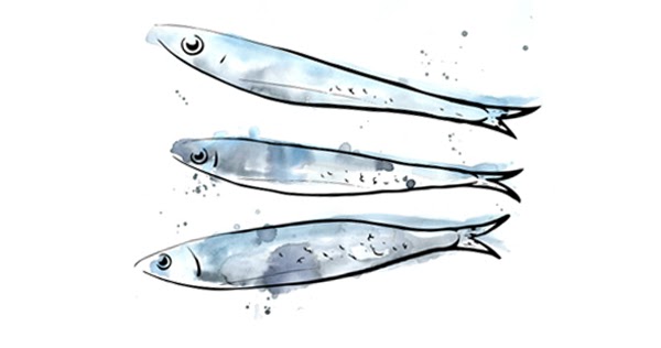 Perché le acciughe del Cantabrico sono le migliori al mondo?