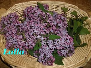 Magica Natura: IL LILLA'