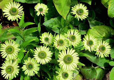 A Planted Place: Drought survivors