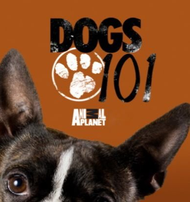 Puppy Engineer : 狗狗101-犬種介紹&飼養建議(Dogs 101- Dogs Introduction&Feeding Guide)