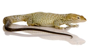 Thoughts of weymey: Snake Servant Vs Monitor Lizard