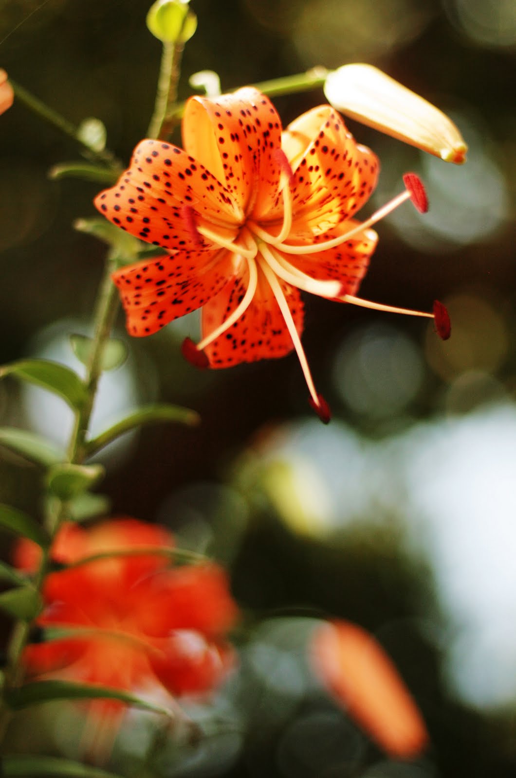 *kimw*: orange flowers in my yard