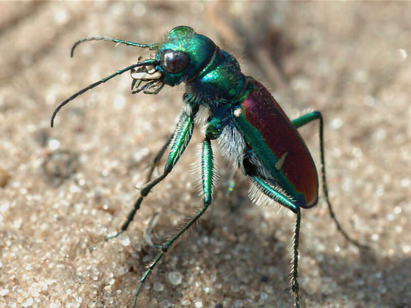 Tiger Beetle - Insects Morphology