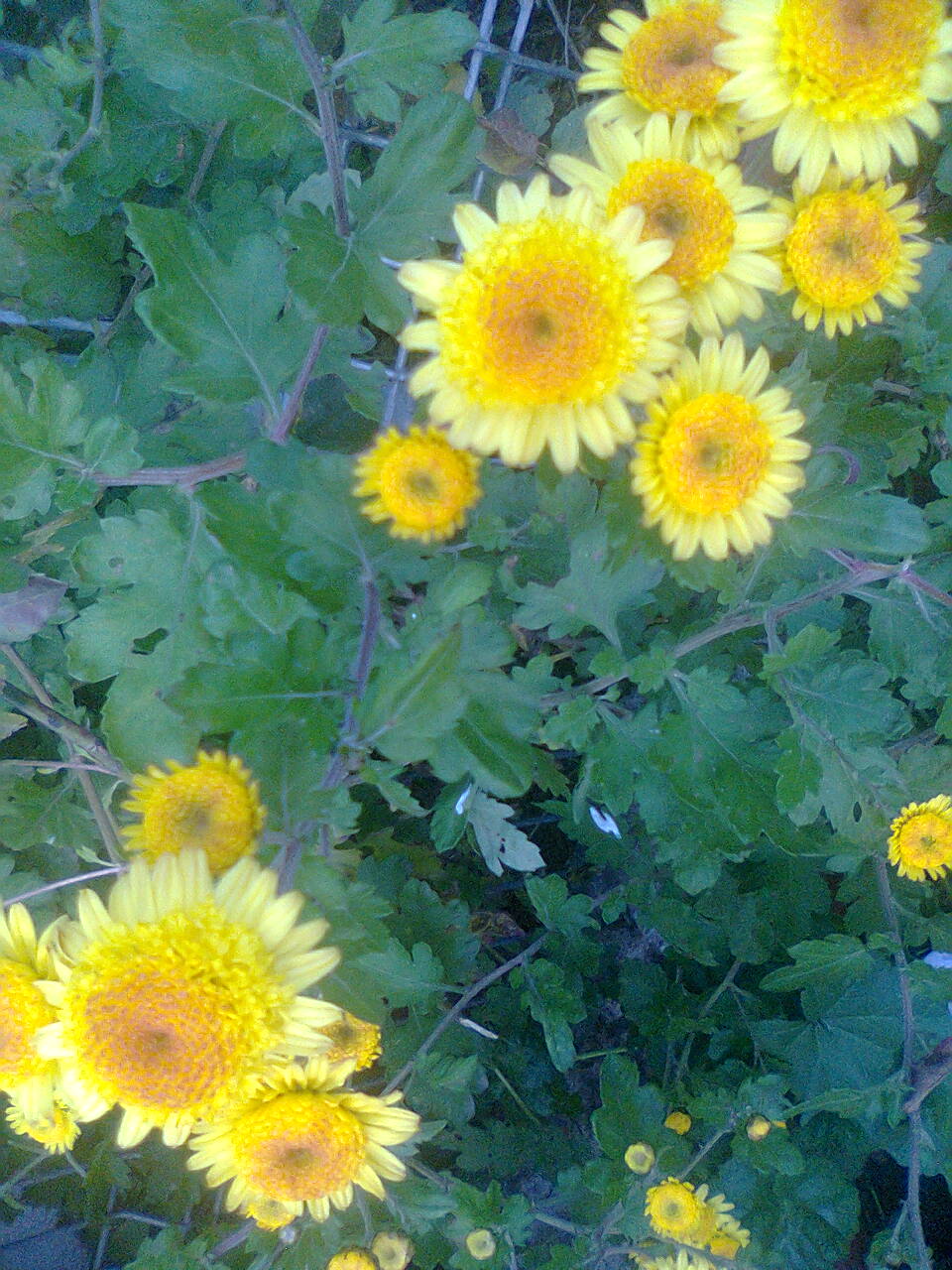 Adriana Hobby: -Tufănele şi trandafiri - Grădina în noiembrie 2014