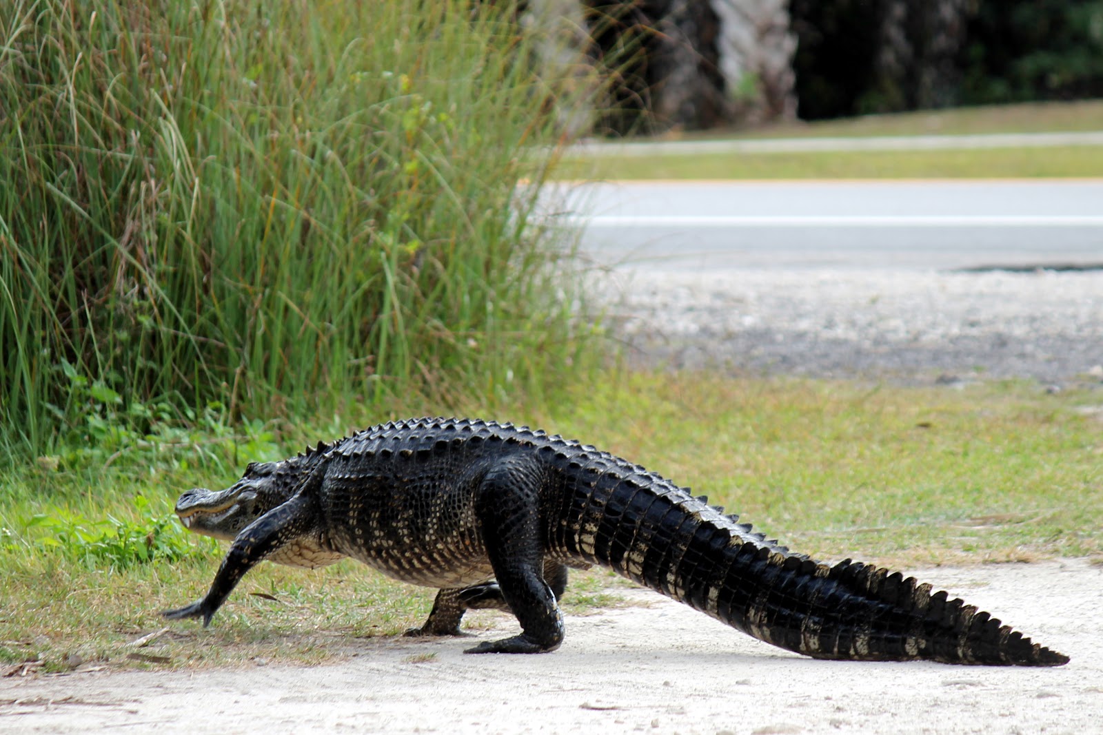 mitcheci photos: Florida: Gator Crossing