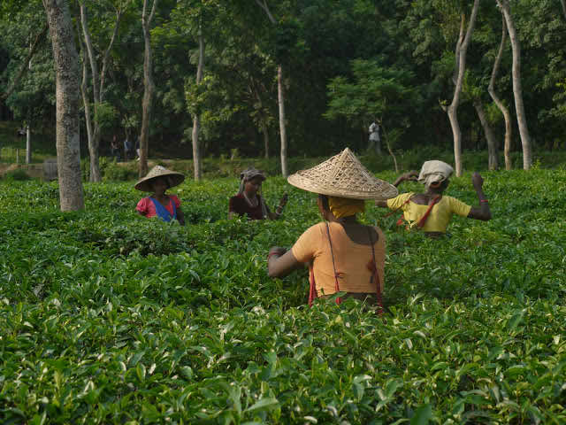 Sylhet and Srimangal travel package: sylhet and srimangal travel package