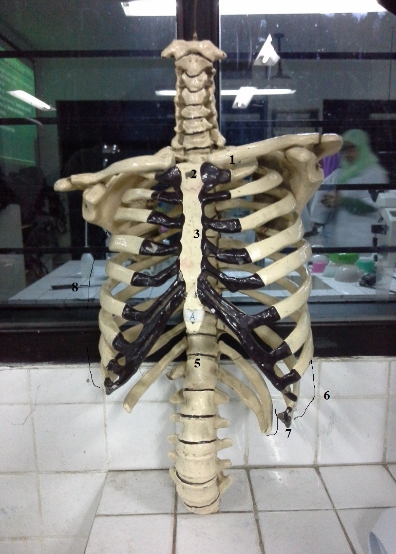 Anatomi Fisiologi Manusia, Skeleton (Costa dan Sternum) - Pulmonaris ...