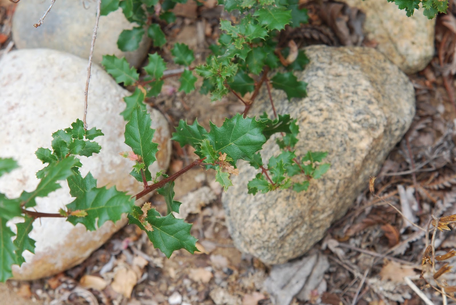 A California Native Plant Garden in San Diego County: Chaparral and ...