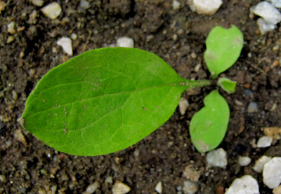 HOW TO GROW COMFREY FROM SEED |The Garden of Eaden