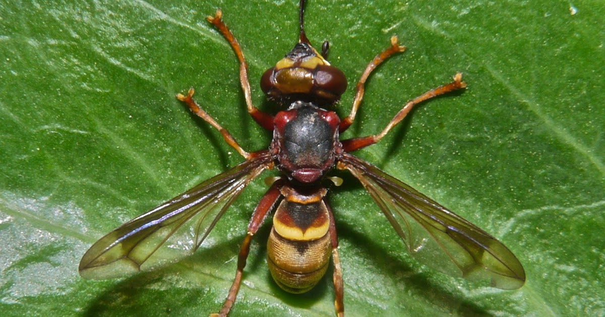 Northwest Norfolk Naturalists: An amazing new Conopid fly for the patch