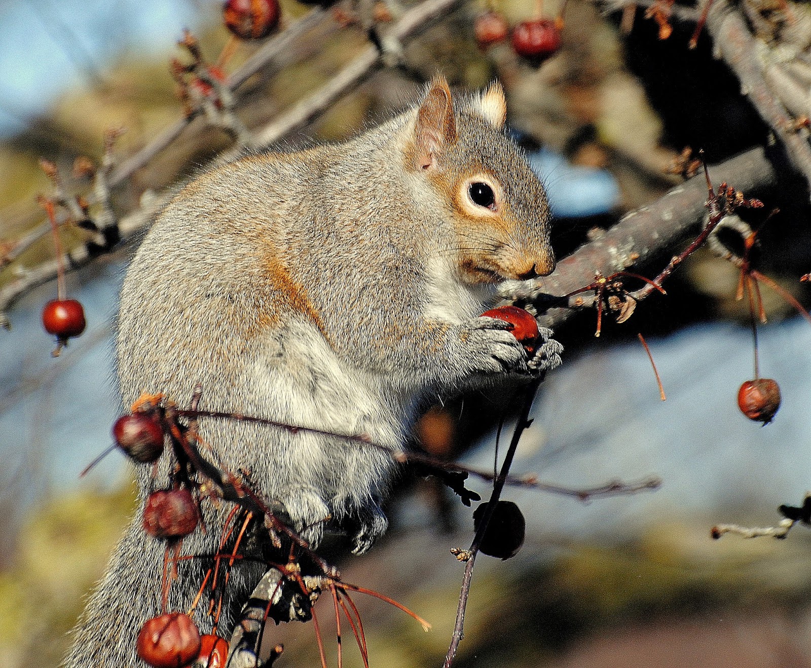 Camera on King & Aurora : Squirrels fancy frozen crabapples