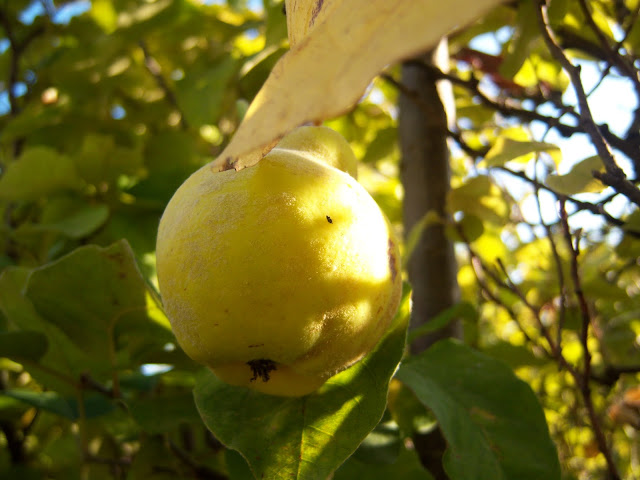 Fruto del MEMBRILLO - BOTÀNIC SERRAT