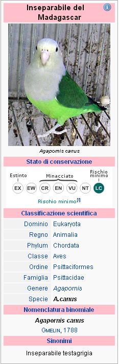 AP: About Parrot allevamento pappagalli: L'inseparabile del Madagascar ...