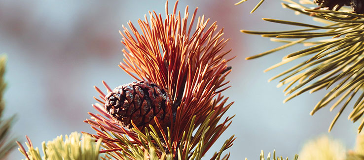 Fast Tree Removal Services Atlanta: Evergreen Tree Diseases