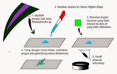 FALFALAH: Pembuatan Preparat