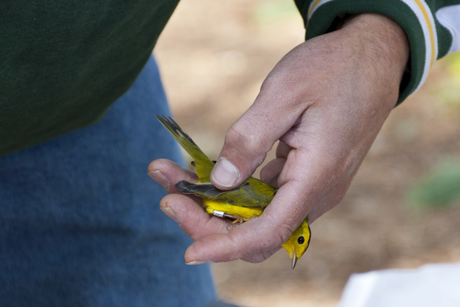 Just Our Nature: Bird Banding