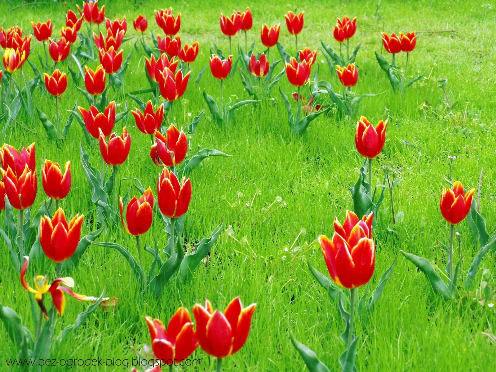 Jak sadzić tulipany? Wszystko, co musisz wiedzieć | BEZ OGRÓDEK | blog ...