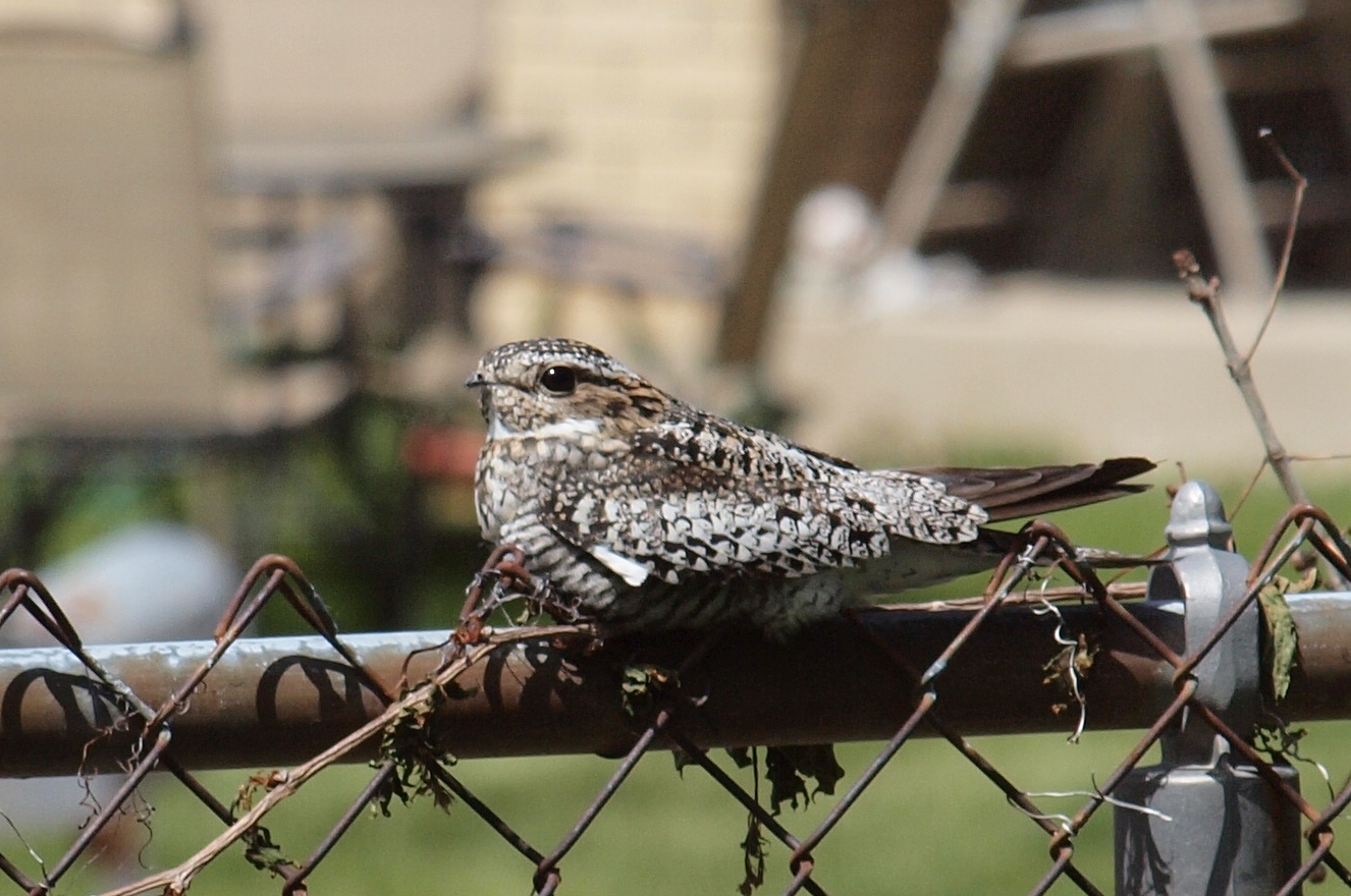 Birding Is Fun!: Common Nighthawk anecdotes