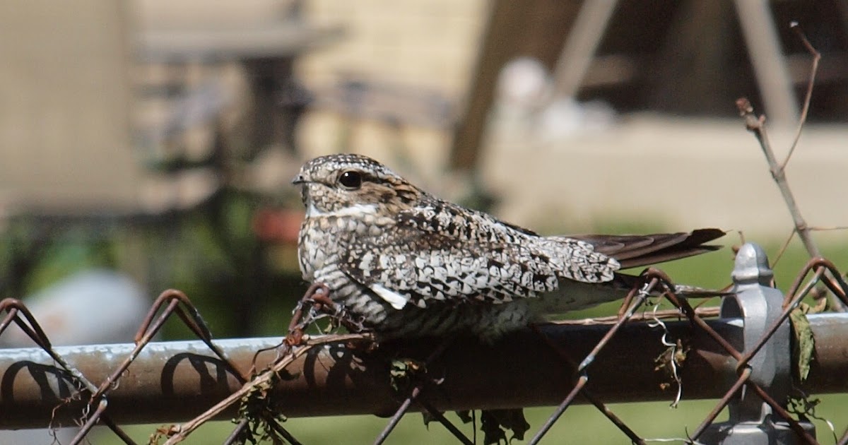 Birding Is Fun!: Common Nighthawk anecdotes