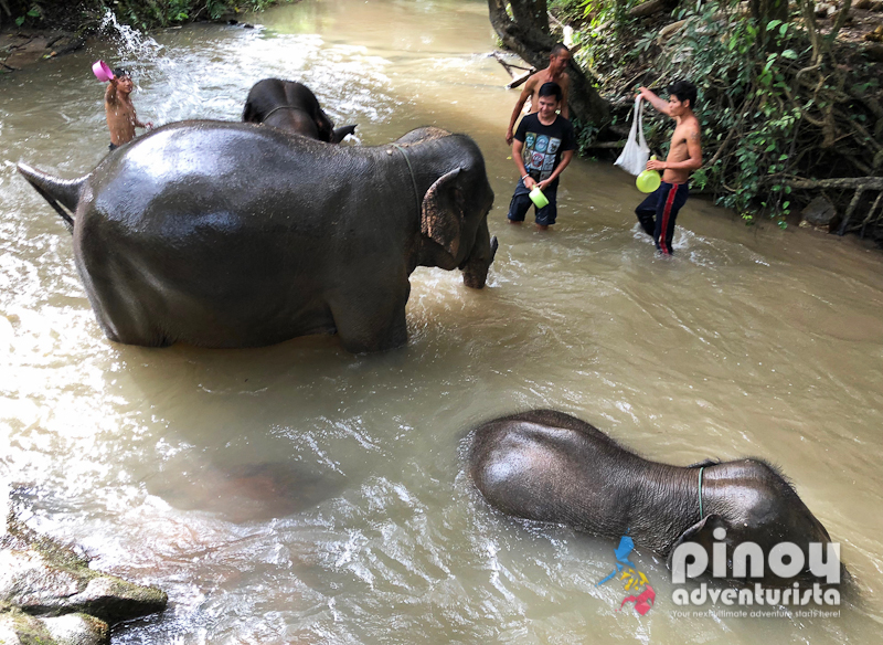 CHIANG MAI: Elephant Pride Sanctuary Experience in Thailand | Blogs ...