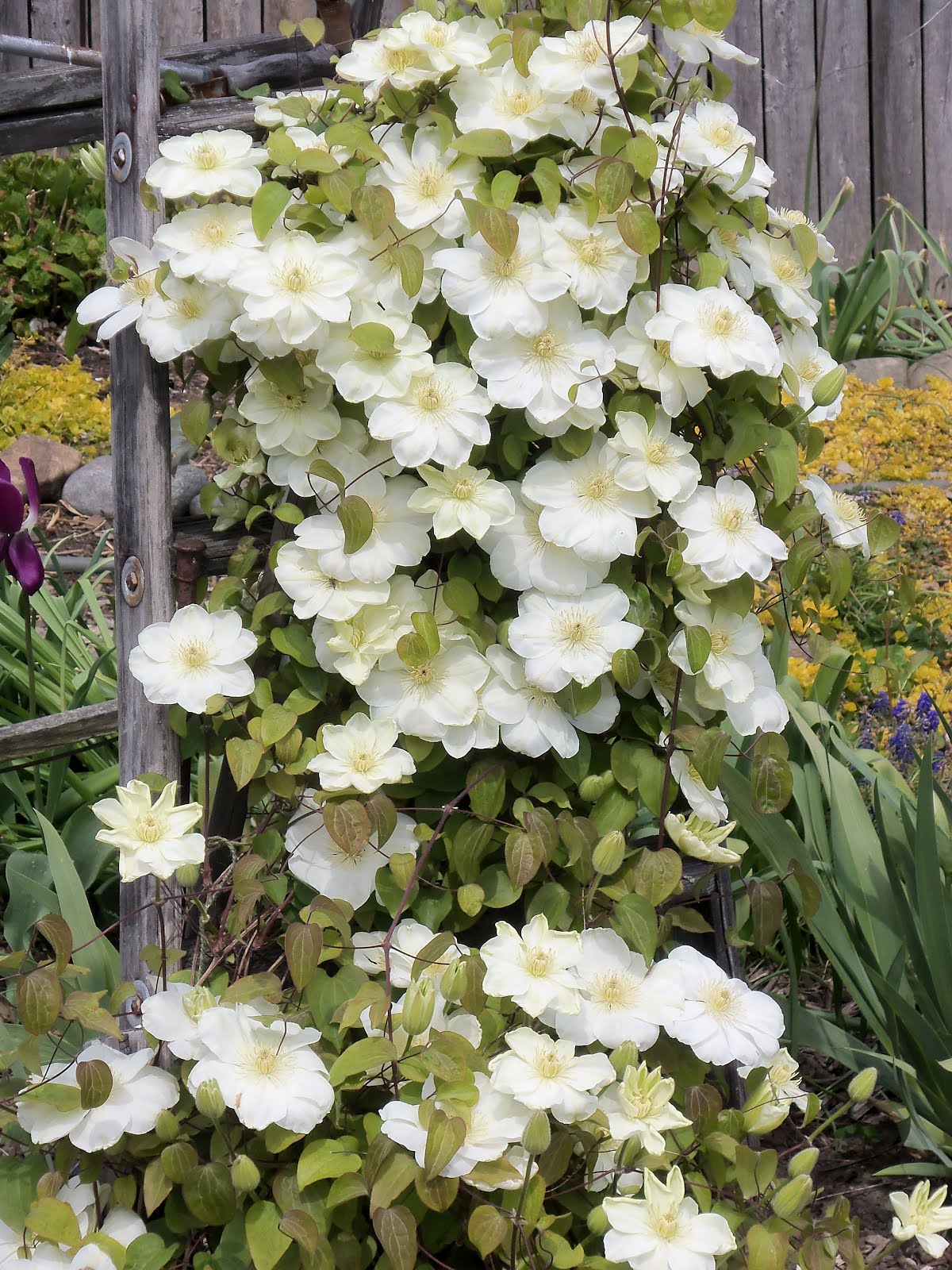 A Primitive Plot: Guernsey Cream Clematis...
