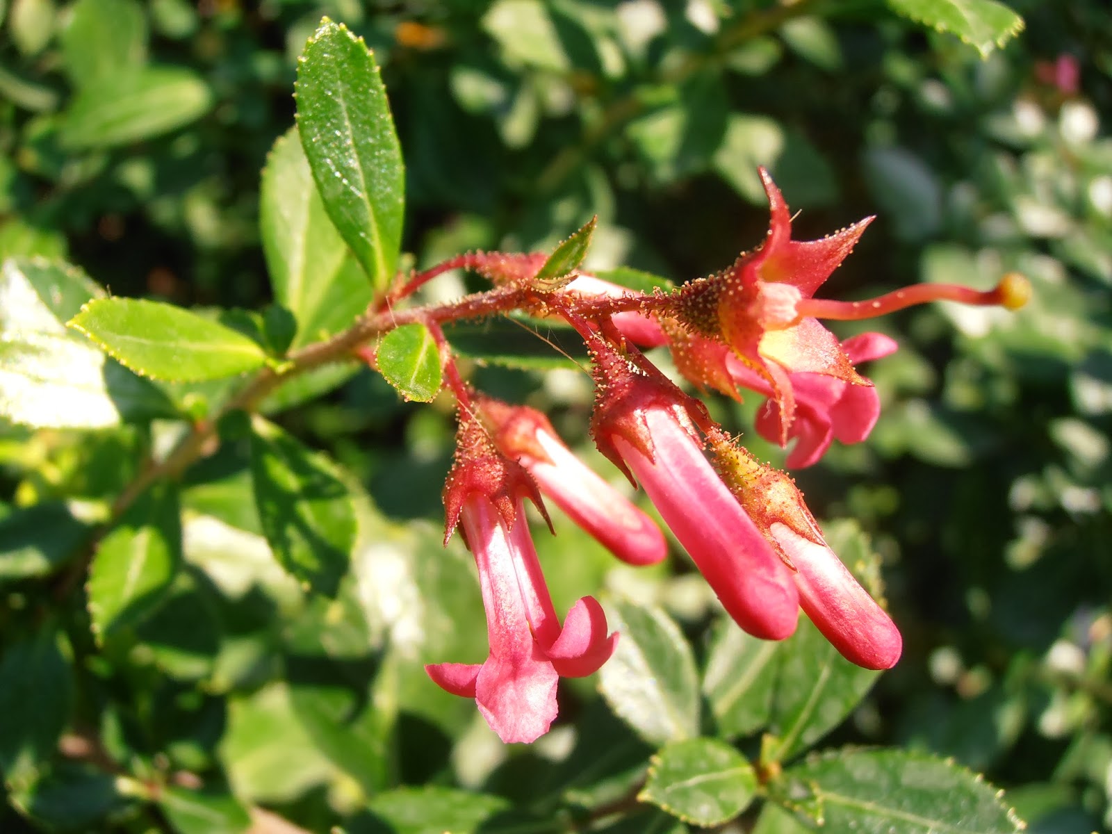 ESCALONIA: Escallonia rubra | Plantas rioMoros