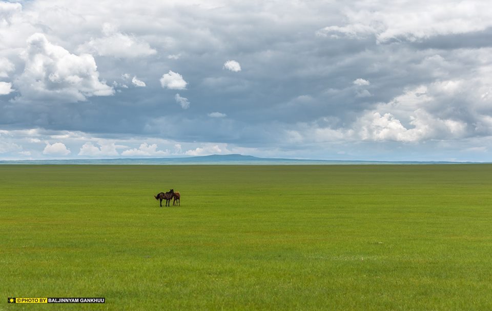Batbuyan DNSH: Монголын байгал. Mongolia's wildlife