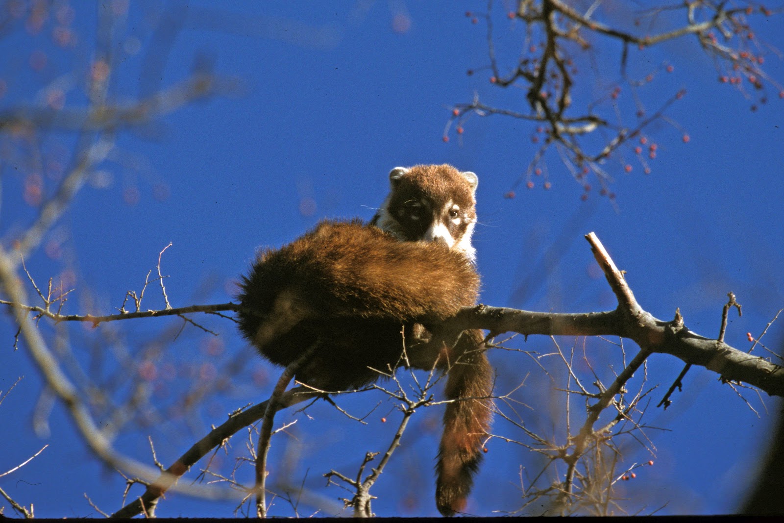 The Azure Gate: Coatimundi II