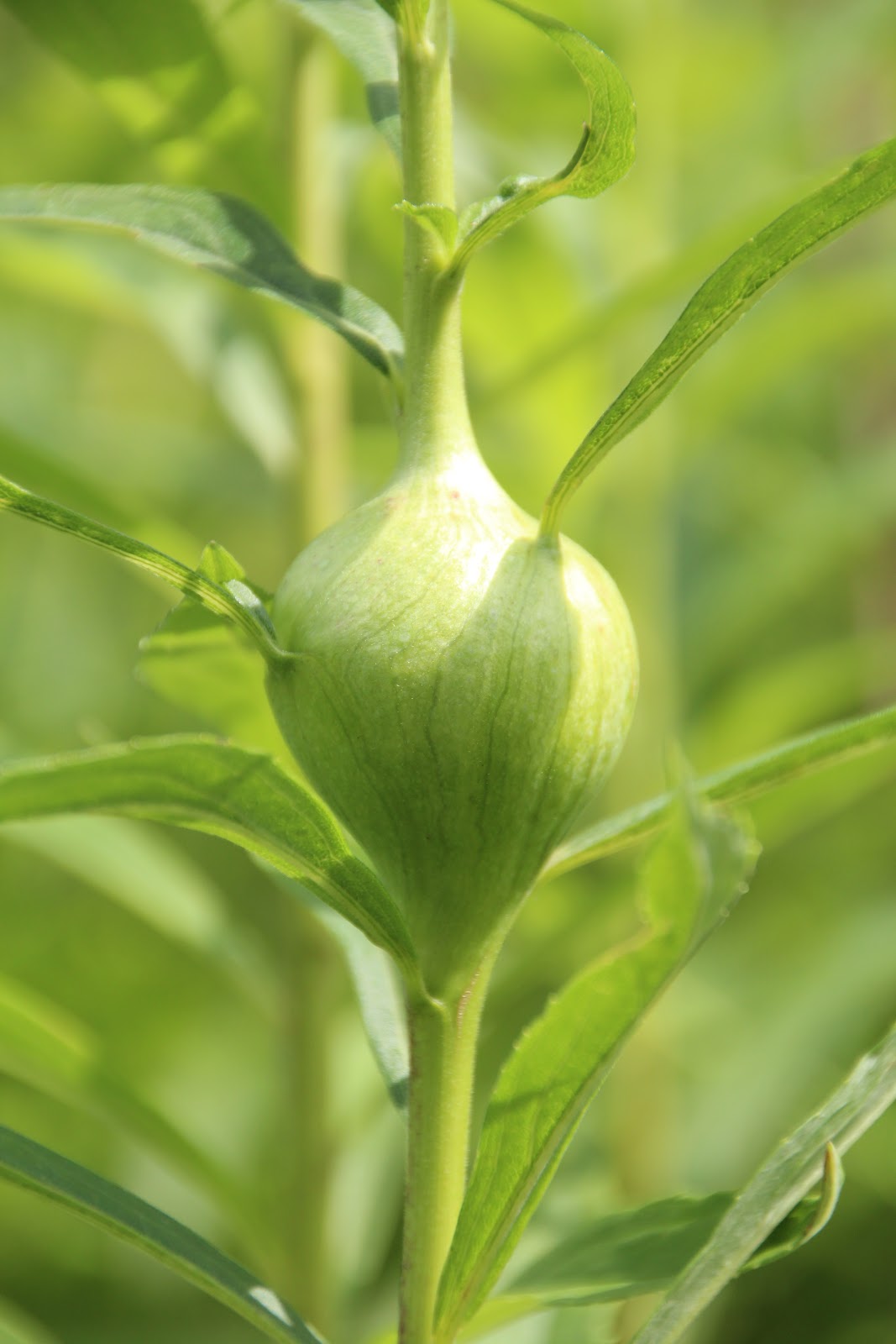 It Just Comes Naturally: One Trail Twelve Times - June