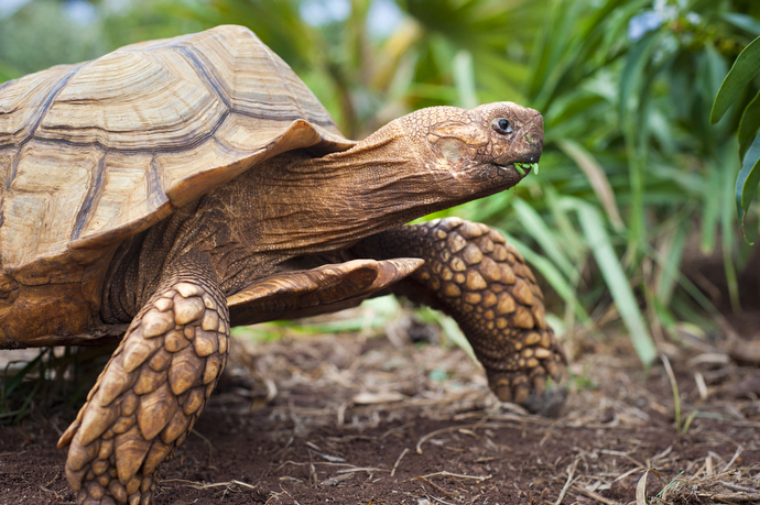 Elyse Butler Mallams - Hawaii Photographer: Giant Tortoise Experiment ...