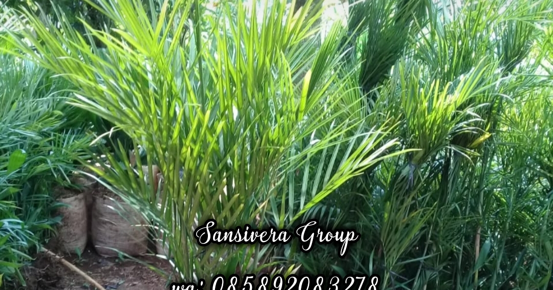 Info Terpopuler 25+ Gambar Palem Bambu