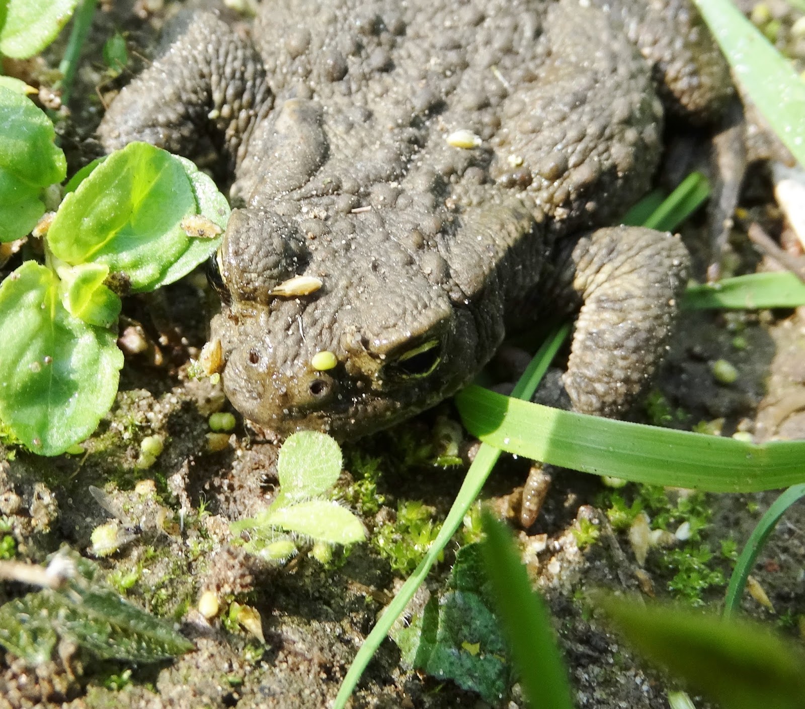 oog voor de natuur: Pad