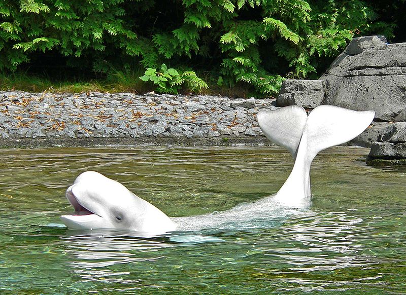 Animales en el Planeta: La beluga (Delphinapterus leucas)