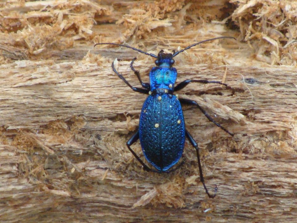 Beetles from Romania: Carabus (Chaetocarabus) intricatus