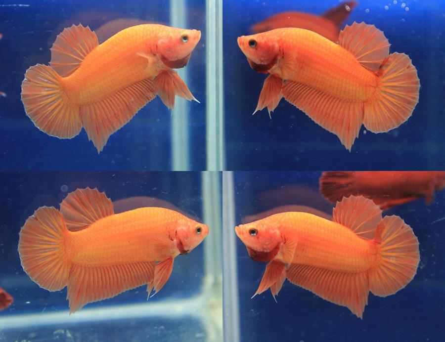 Betta Splendens: Les plus belles photos de bettas: Avril 2013