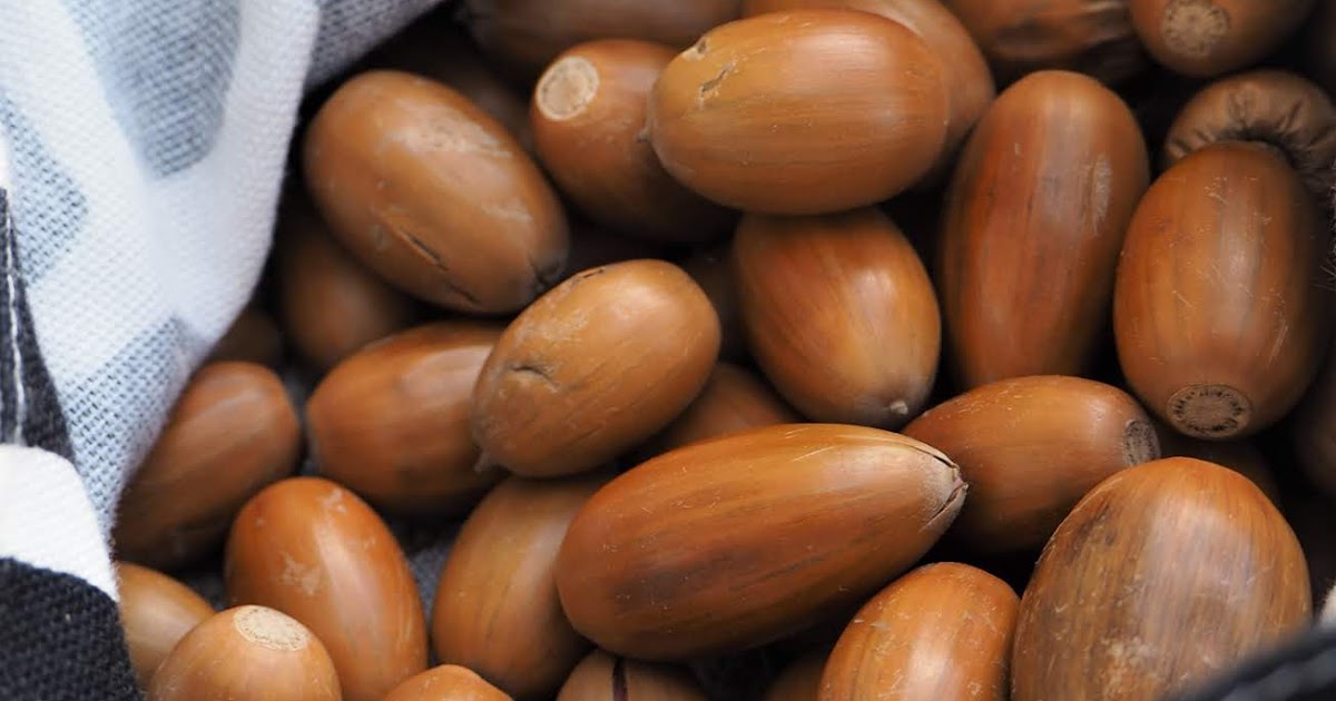 Kotiäidin elämää: Askarrellaan Olli-orava tammenterhoista!