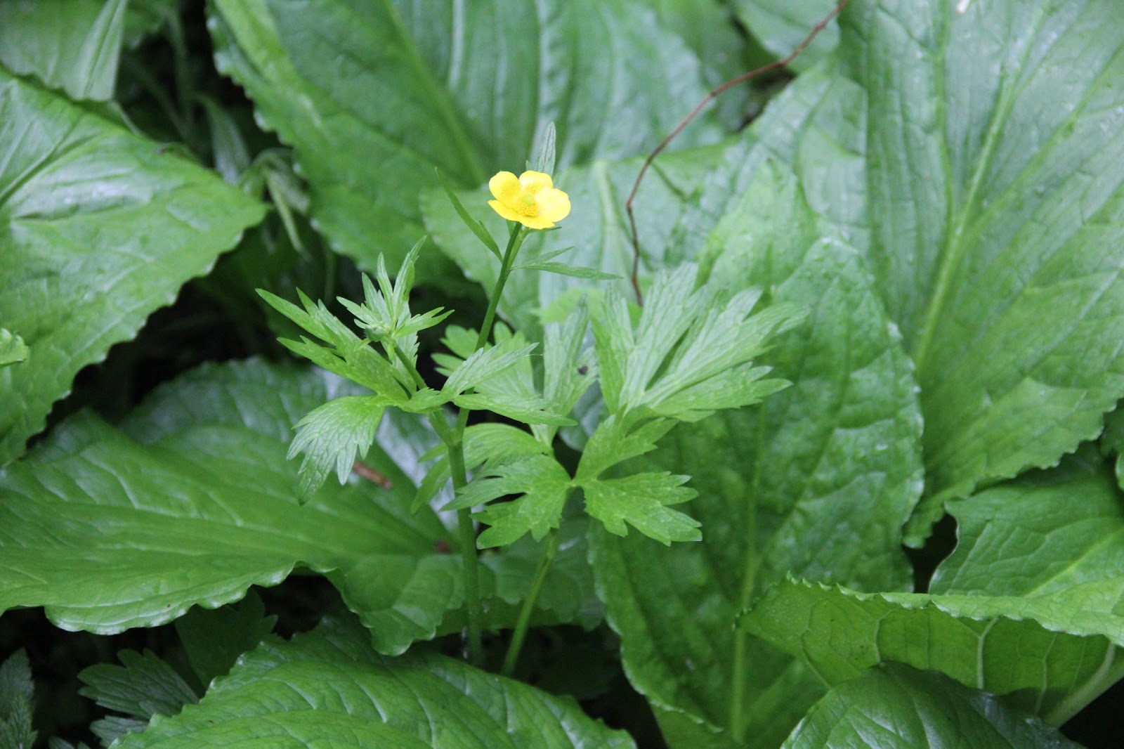 Isabella Conservation District Environmental Education Program: Native ...