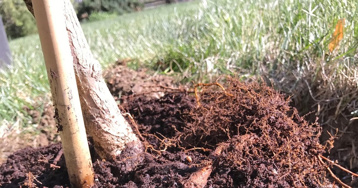 CO-Horts: Stem Girdling Roots