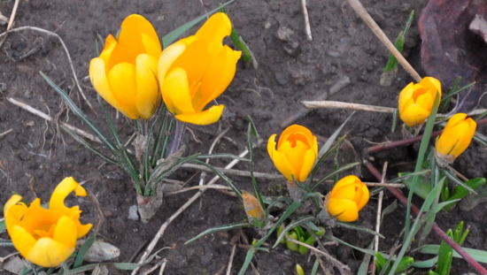 Okruchy: Ciemierniki