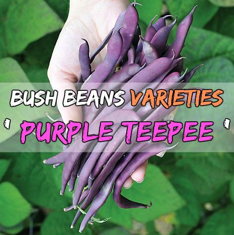 The Best Varieties of Bush Beans to Grow in Your Home Garden | Grow ...