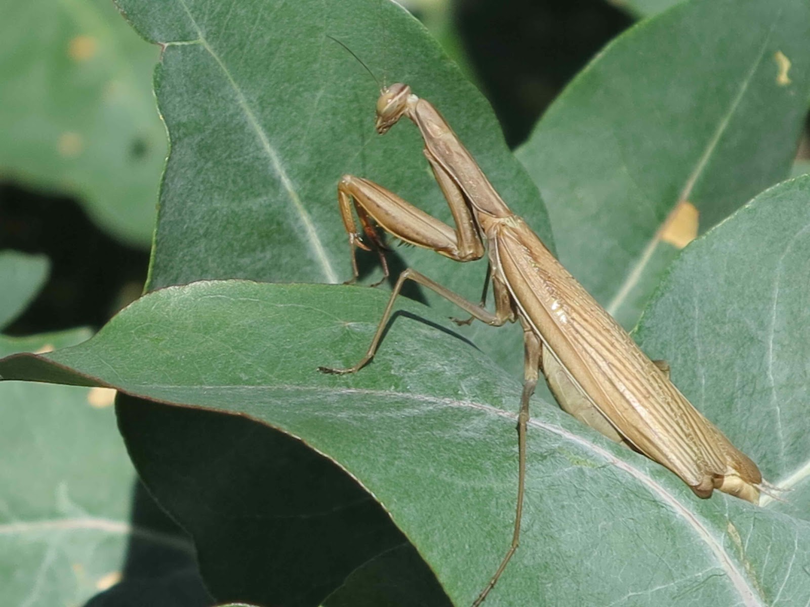 Francisco Javier Torres Goberna: Mantis Religiosa