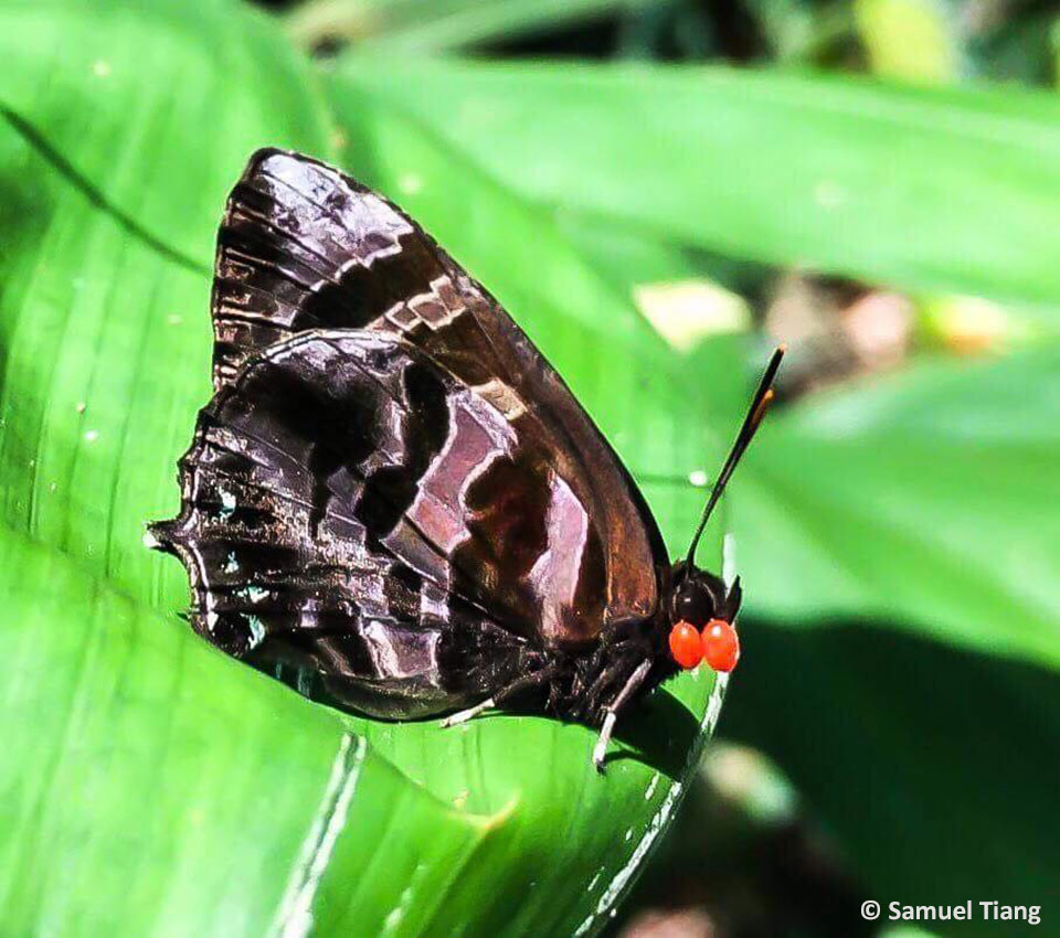 Butterflies of Singapore: Butterfly of the Month - August 2017