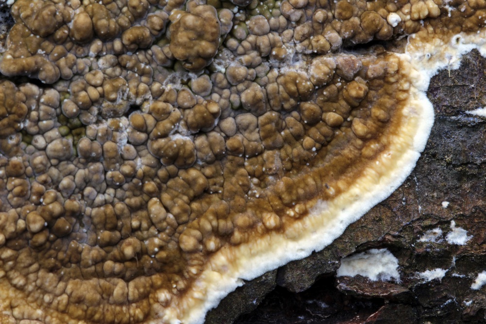 Coniophora puteana (Schumach.) P. Karst. • CEMAS