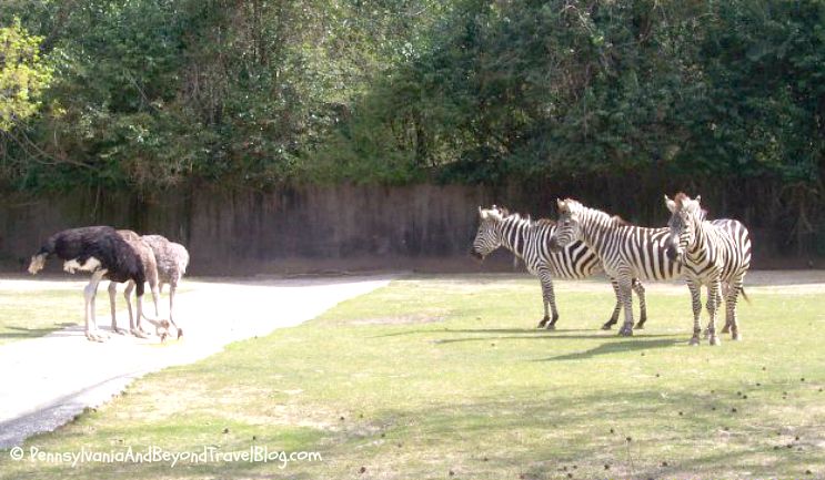 Pennsylvania & Beyond Travel Blog: Visiting Brec's Baton Rouge Zoo