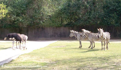 Pennsylvania & Beyond Travel Blog: Visiting Brec's Baton Rouge Zoo