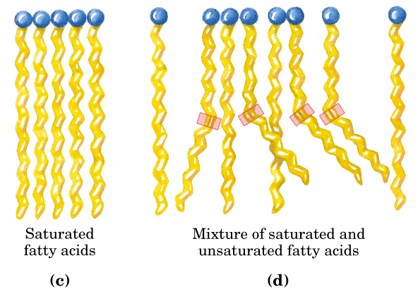 Lipidai: riebalai ~ Mikrobiologija - kas tai?