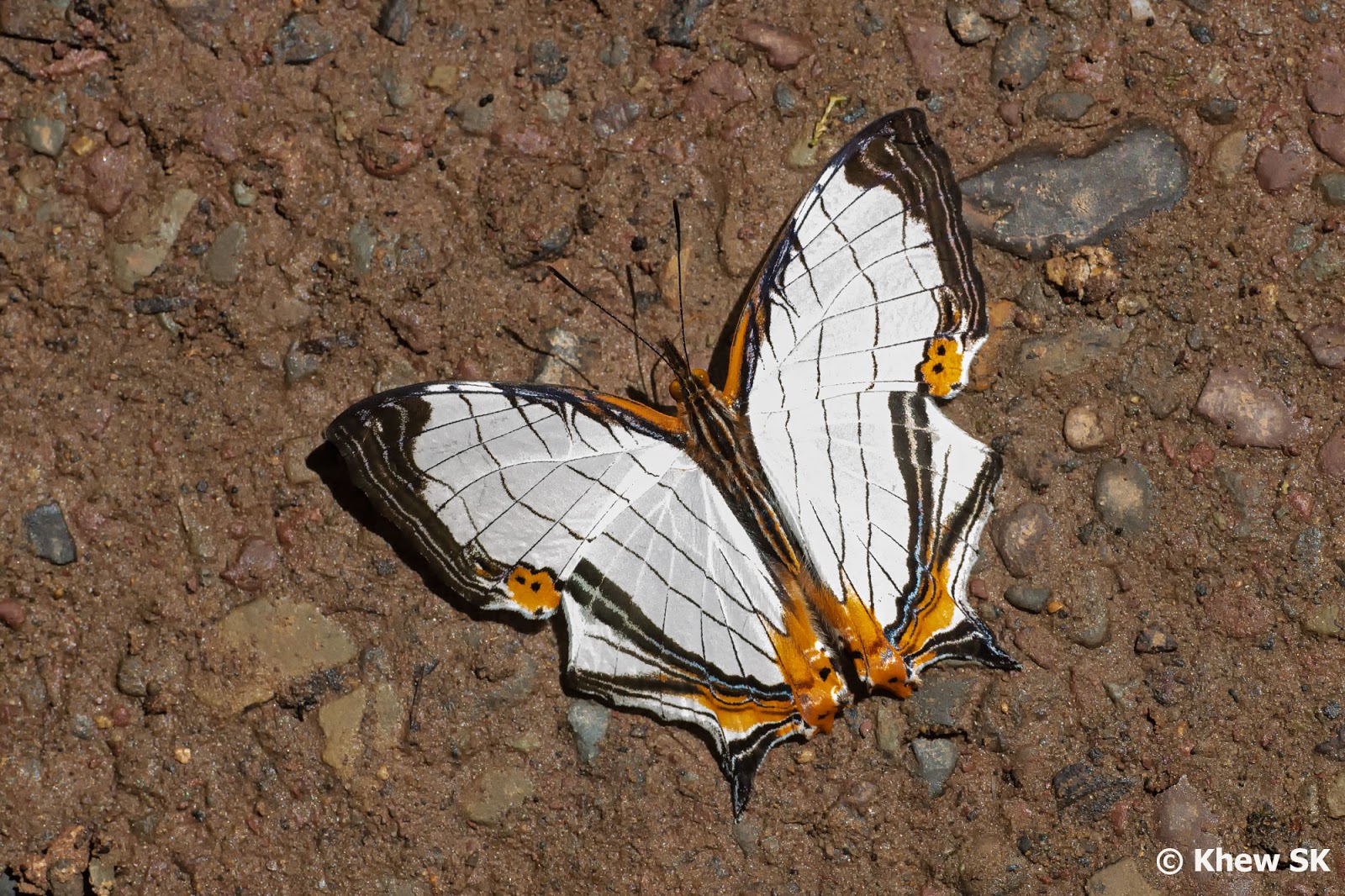 Butterflies of Singapore: Mahua 2020 - Part 1