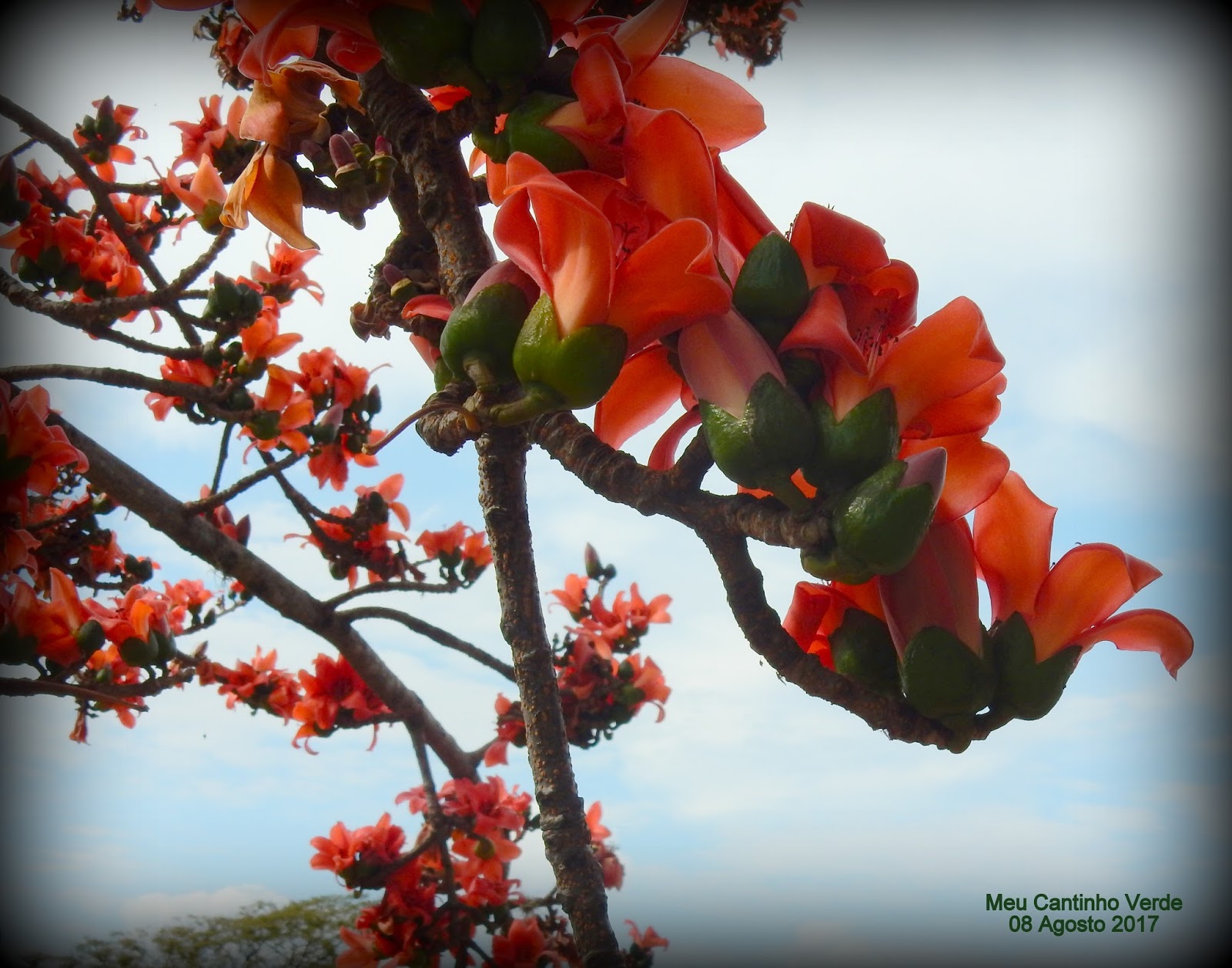 Meu Cantinho Verde: PAINEIRA-VERMELHA- DA-ÍNDIA - ( Bombax ceiba )