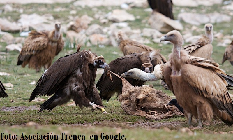 JOSMAN (JOSé MANuel García García): LOS BUITRES ESPERANDO EL VOTO.